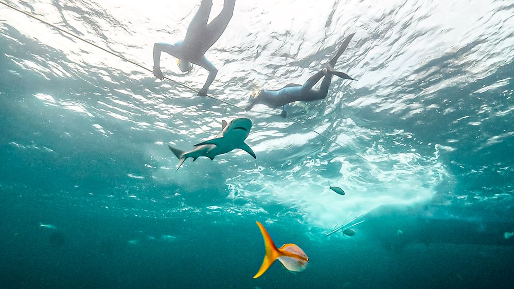 Southwest Teams Up with Discovery Channel to Celebrate Shark Week … All ...